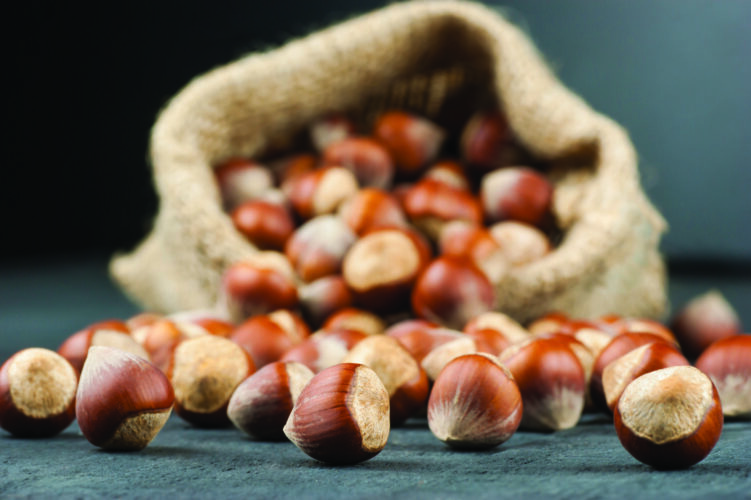 Cultivate Chestnuts and Harvest Hazelnuts - Grit